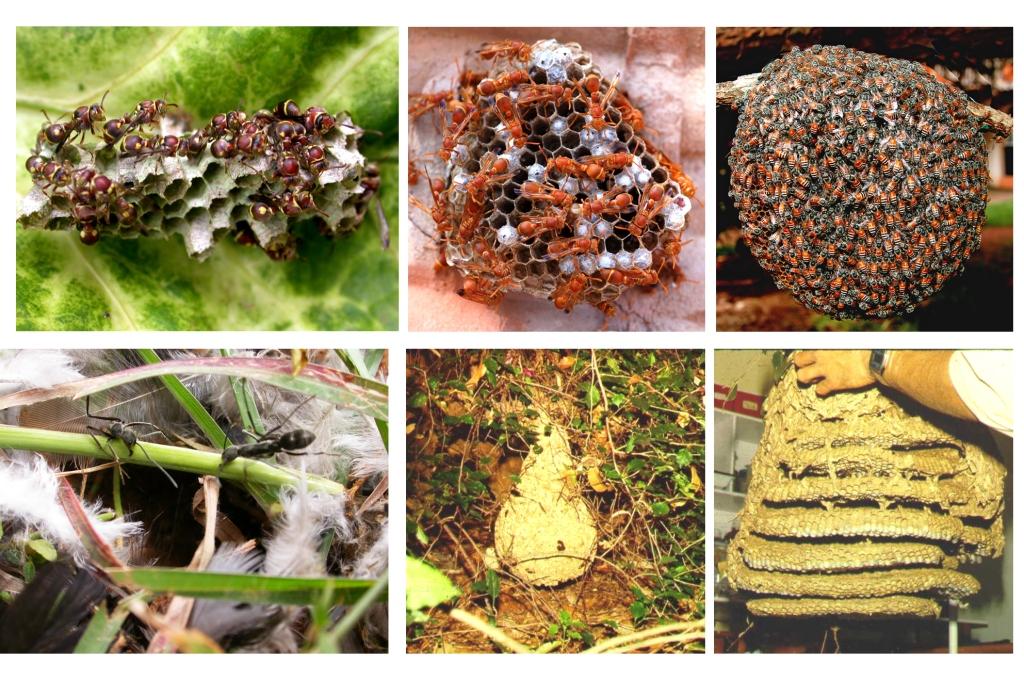 Half a Century of Worship at “Tata’s Temple of Science” – Connect with IISc