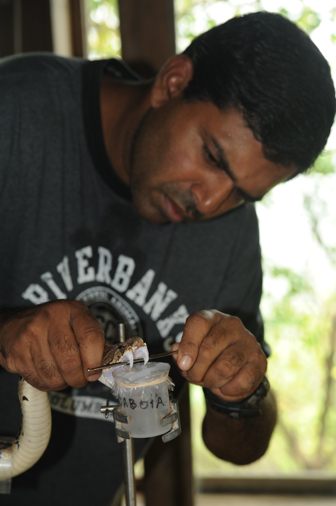 Snakebite Treatment in India (and What We Can Do about it) – Connect ...