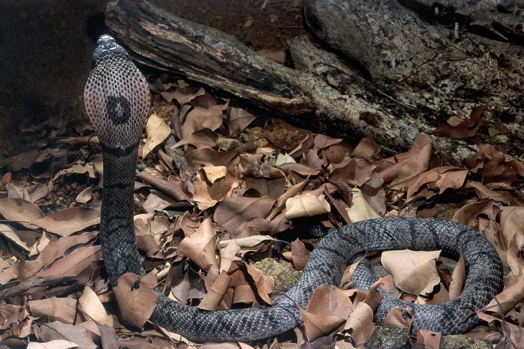 Snakebite Treatment in India (and What We Can Do about it) – Connect ...